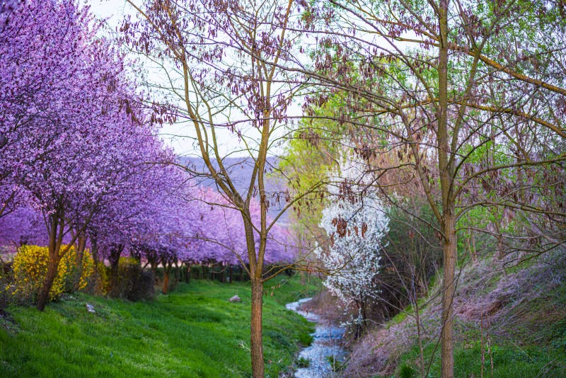 Amazing Wild Cherry Flowers Trees in the Springtime Stock Photo - Image ...