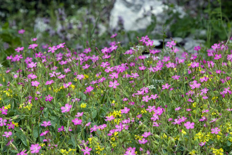 Spring season vegetation stock photo. Image of rural - 214944778