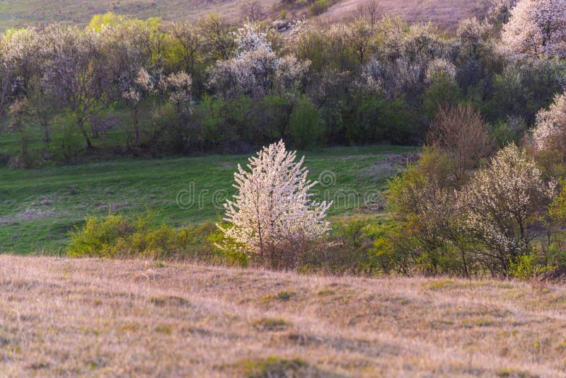 Springtime Field Landscape with Flowers Tree Stock Image - Image of ...