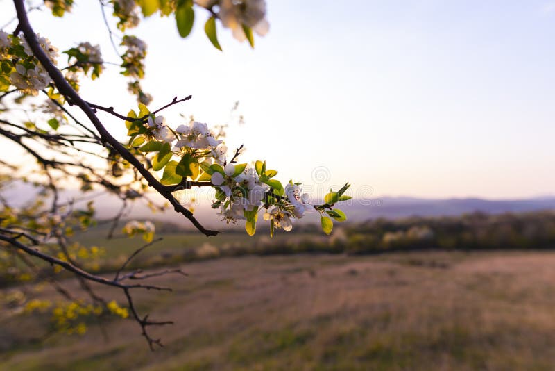 Springtime Field Landscape with Flowers Tree Stock Photo - Image of ...