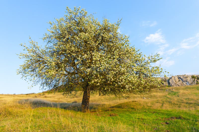 Springtime Field Landscape with Flowers Tree Stock Photo - Image of ...