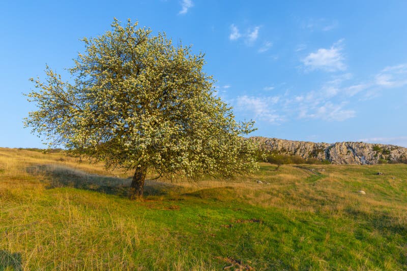 Springtime Field Landscape with Flowers Tree Stock Photo - Image of ...