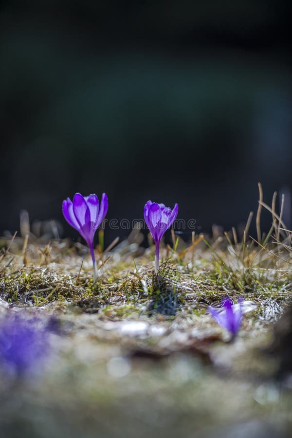 Landscape in the Spring Day at the Sunset in Colibita Stock Image ...