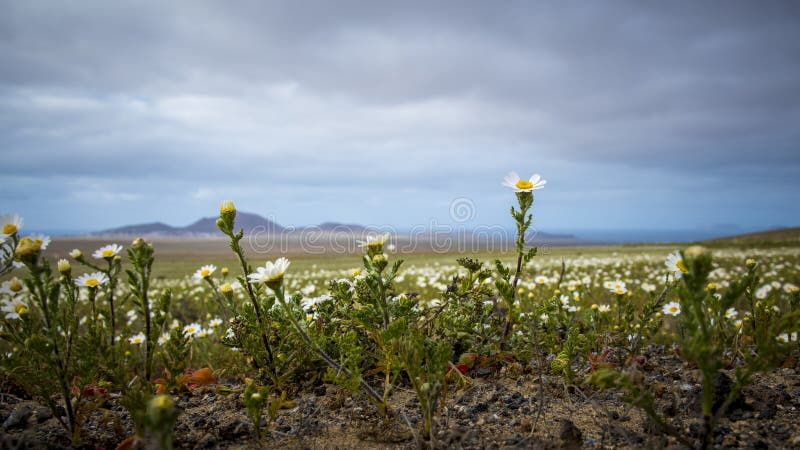 Springtime in Lanzarote, View on Daisy Flower Field on the Canary ...