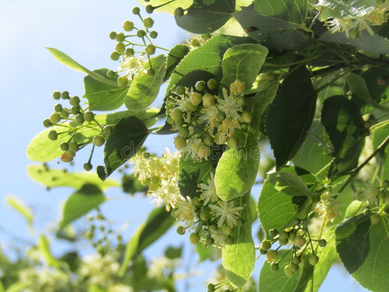 Springtime Lime Tree Blossom Stock Image - Image of beauty, nature ...