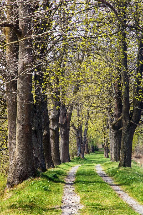 Springtime Linden Tree Alley, Alley of Lime Trees Stock Image - Image ...