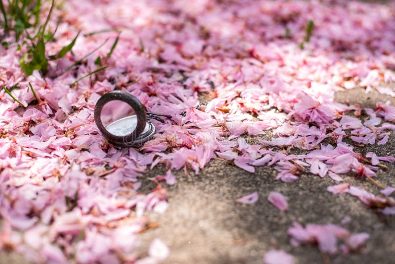 Springtime Love stock image. Image of life, petalsn, love - 91419693