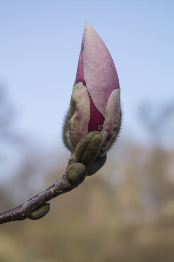 Springtime of magnolia stock image. Image of sentimental - 70457341