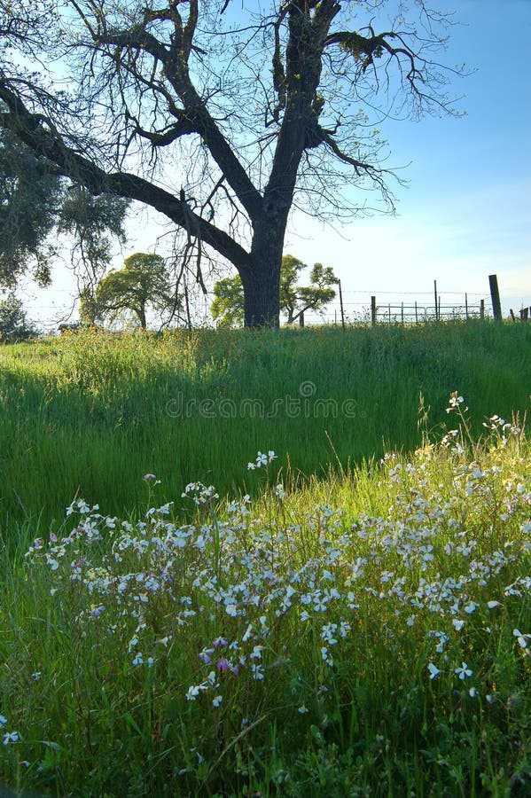 Springtime meadow stock image. Image of green, flower, spring - 675977