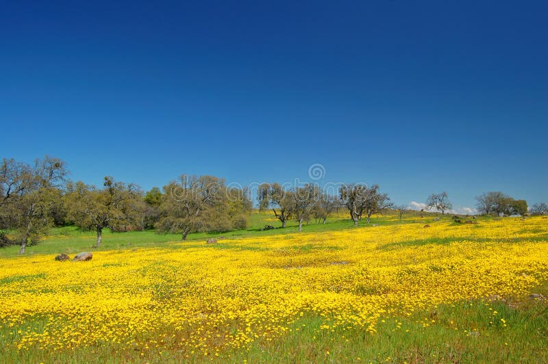 Springtime meadow stock photo. Image of chinese, sierra - 676152