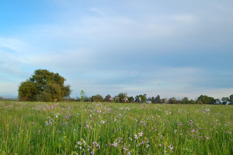 Springtime meadow stock image. Image of wildflowers, white - 721803
