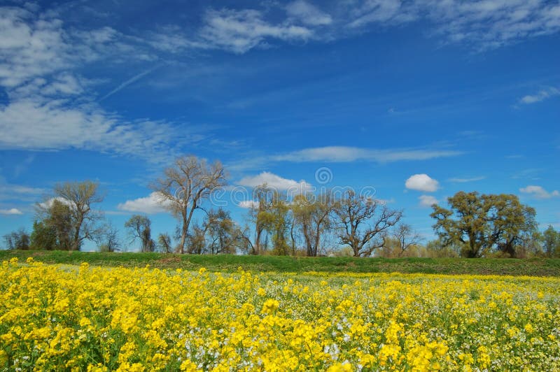 Springtime meadow stock photo. Image of clouds, colusa - 676510