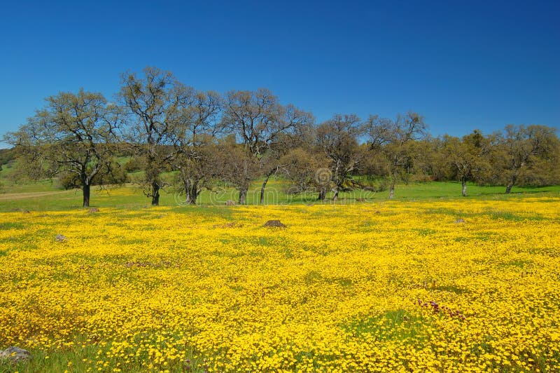 Springtime meadow stock image. Image of gold, ecosystem - 676519