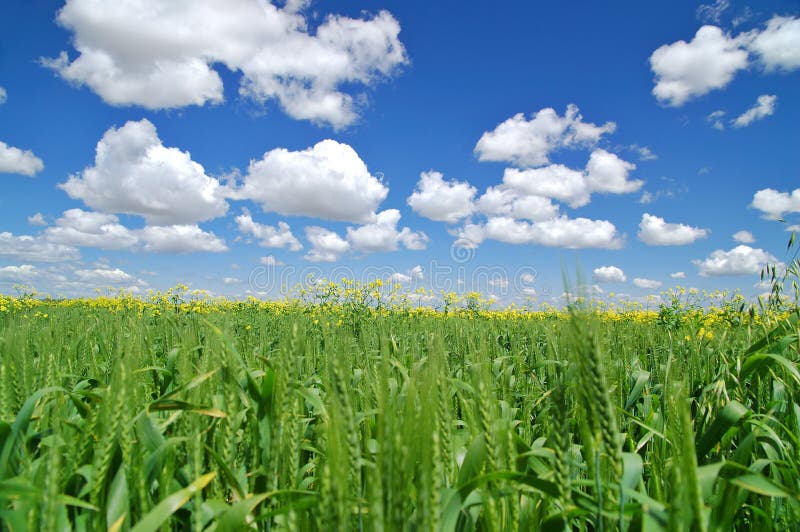 Springtime meadow stock image. Image of yellow, spring - 721845