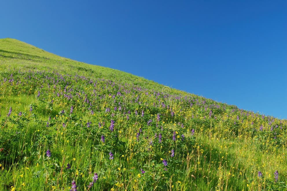 Springtime meadow stock photo. Image of landscape, flora - 906326