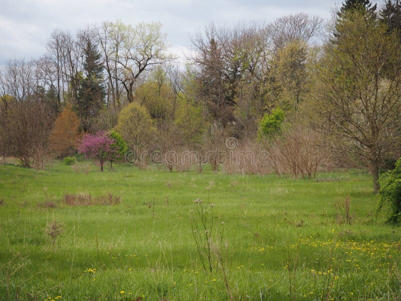 Springtime Meadow with Budding Trees Stock Image - Image of trees ...