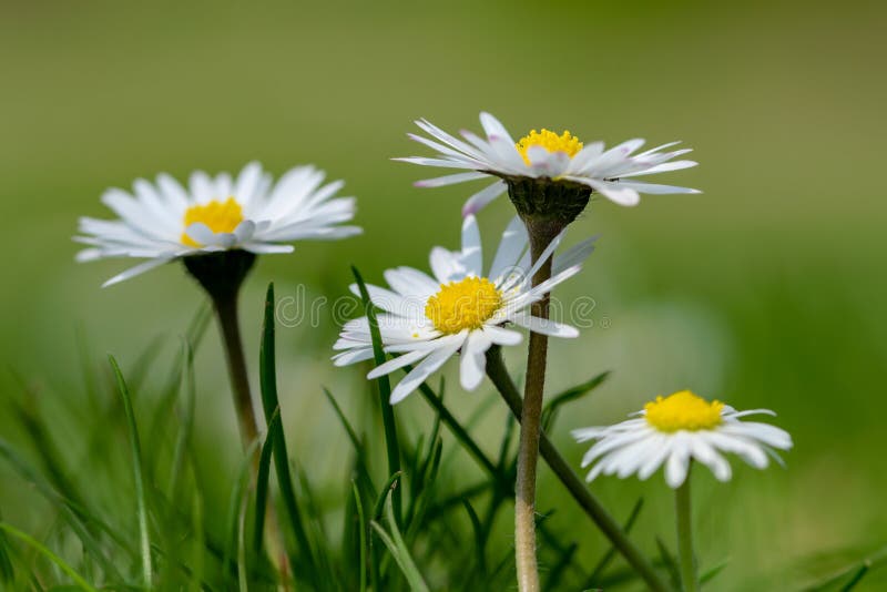Springtime Wild Flower Meadow Daisies Stock Photo - Image of flower ...