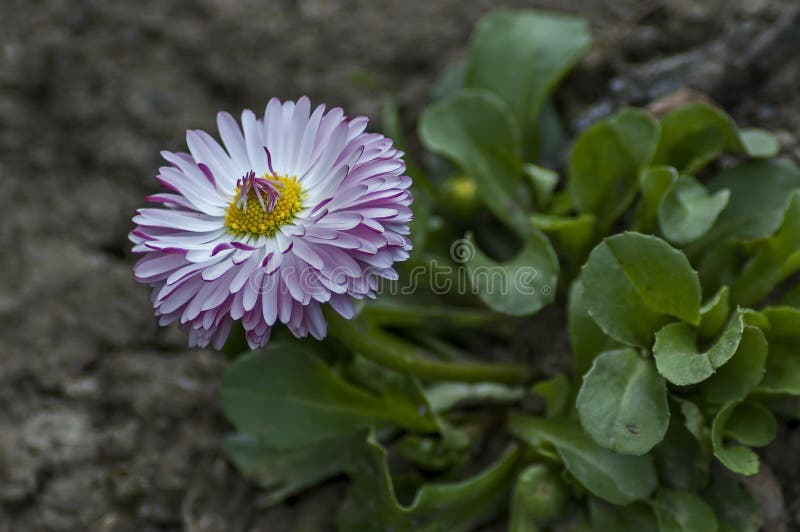 Springtime Meadow with Mix of Rose and White Daisies Bloom Stock Image ...