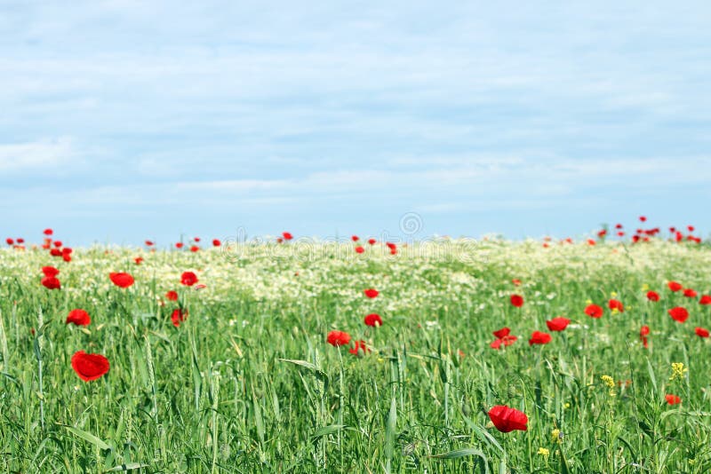 Springtime Meadow with Wild Flowers Stock Photo - Image of petal ...