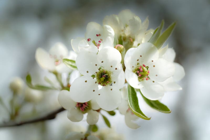 Springtime Messenger stock photo. Image of fresh, beautiful - 144126944