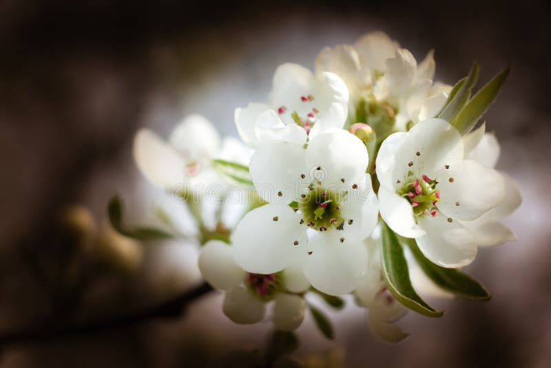 Springtime Messenger stock image. Image of flora, freshness - 144127041