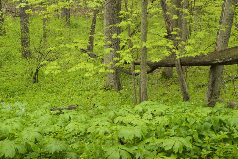 Springtime in Midwest Forest. Stock Image - Image of environment ...