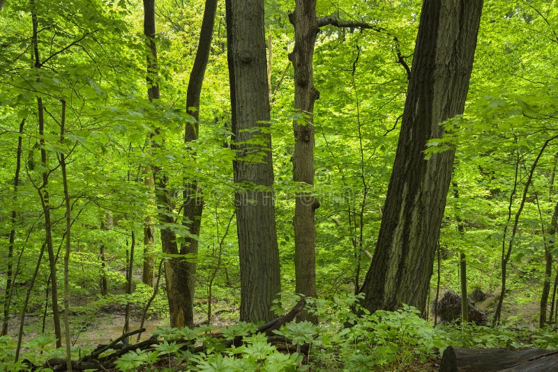 5,048 Midwest Scenery Photos - Free & Royalty-Free Stock Photos from ...