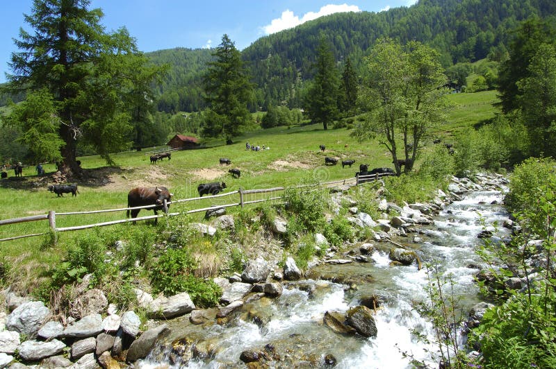 Springtime at Mountain Farm Stock Photo - Image of breeding, habitat ...