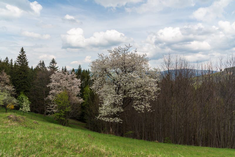 Springtime Mountain Scenery with Meadow, Trees and Hills on the ...