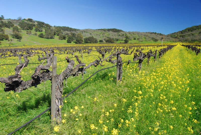 Springtime in Napa stock photo. Image of vine, spring - 2623230