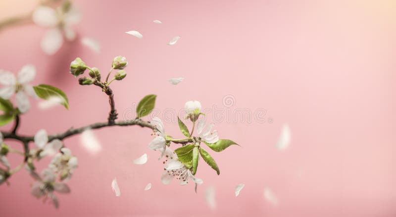 Springtime Nature Background with Delicate Cherry Blossom Branch and ...