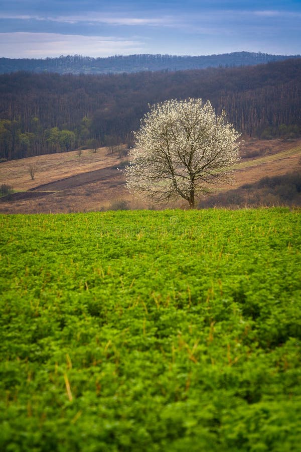 Springtime in nature stock photo. Image of foliage, isolated - 376469104