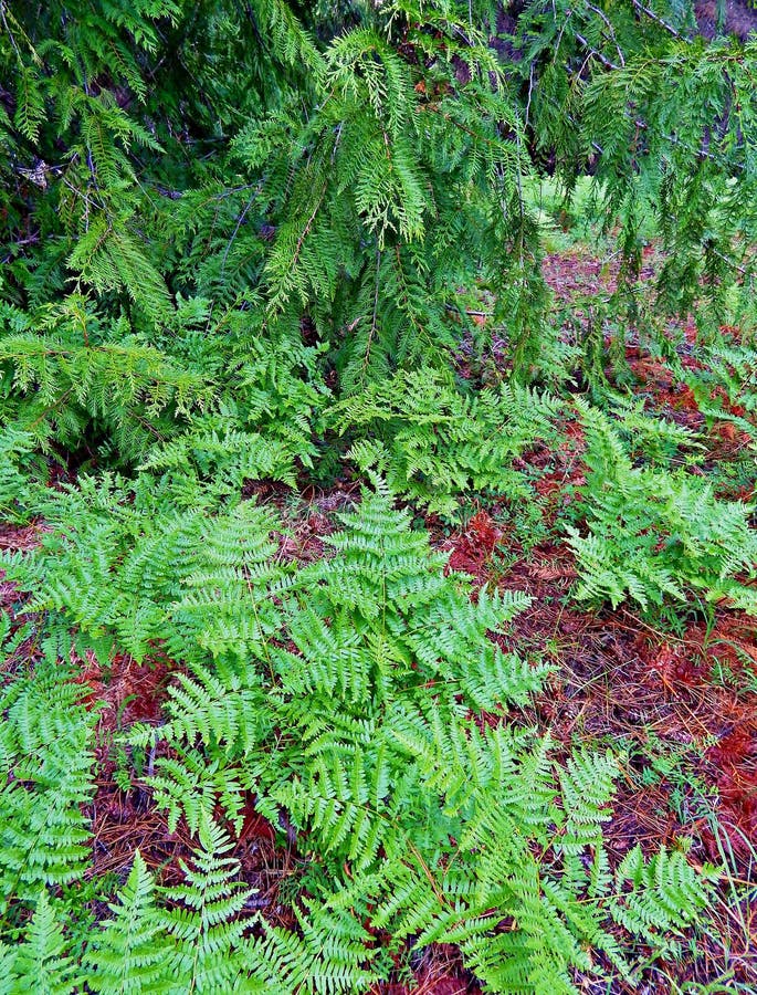 Among the Ferns and Cedars stock image. Image of west - 202609939