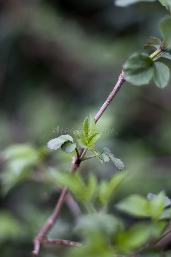 Springtime growth stock photo. Image of rustic, outdoor - 142763186
