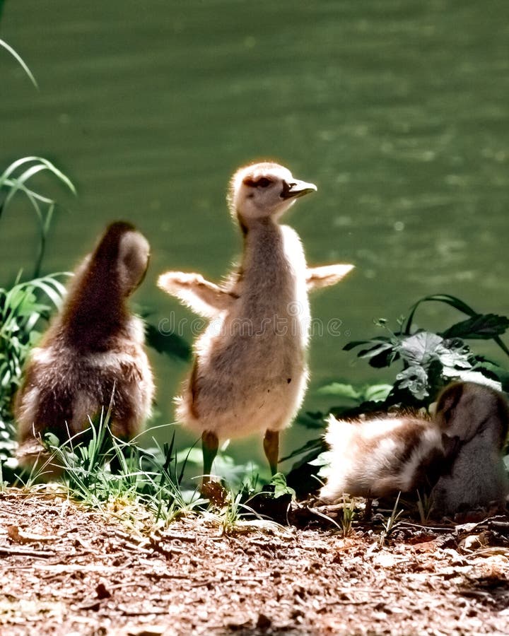 Baby duckling spring cute stock photo. Image of cute - 258630160
