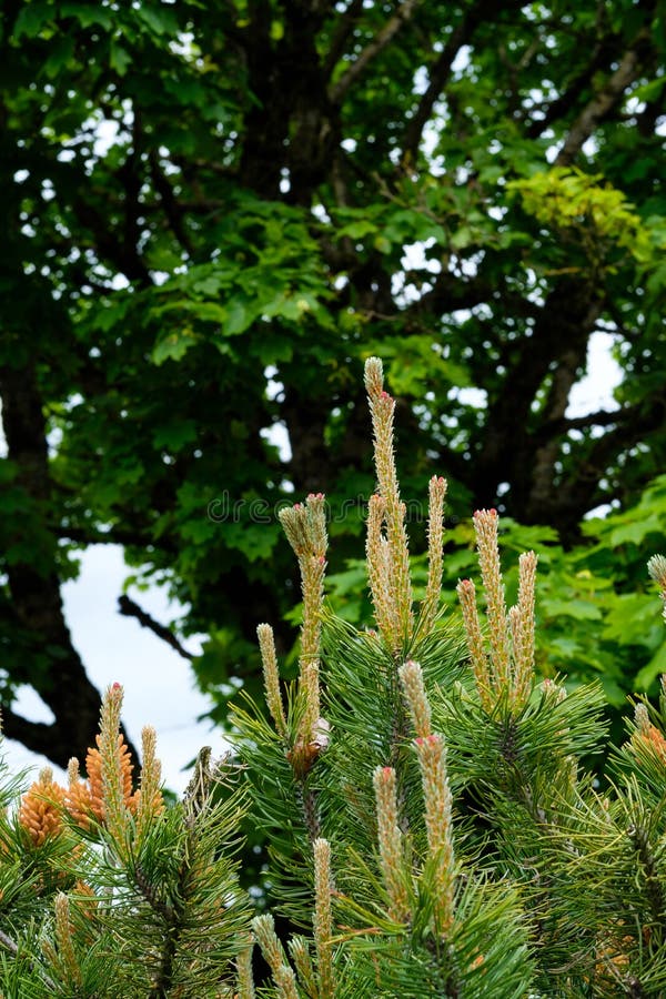 Springtime New Plant Growth Stock Image - Image of environment ...