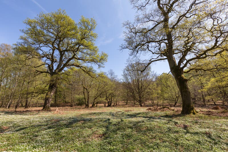 Springtime_oak stock image. Image of plant, park, meadow - 220500357