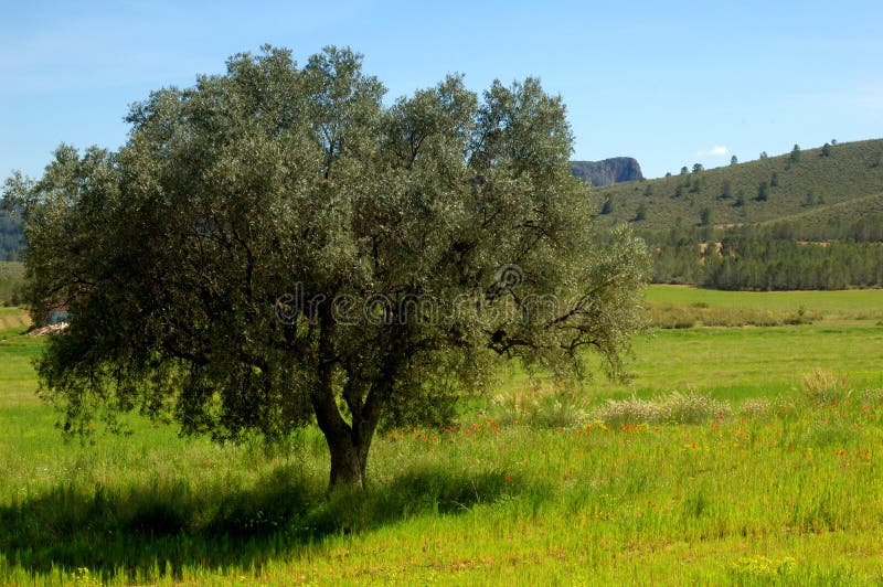 Springtime: Old Olive Tree and Wildflowers Stock Photo - Image of scene ...