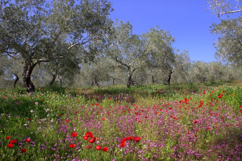 Springtime. Olive Trees and Flowers. Stock Image - Image of nature ...
