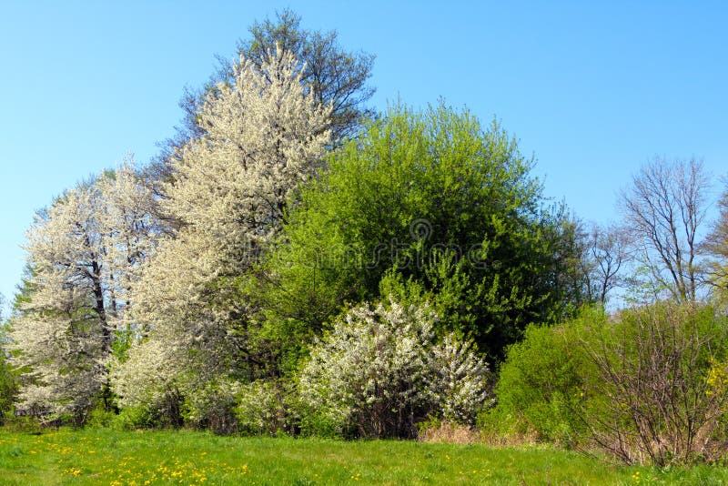 A Blooming Apple Tree at Lakeside Stock Photo - Image of blossoms ...