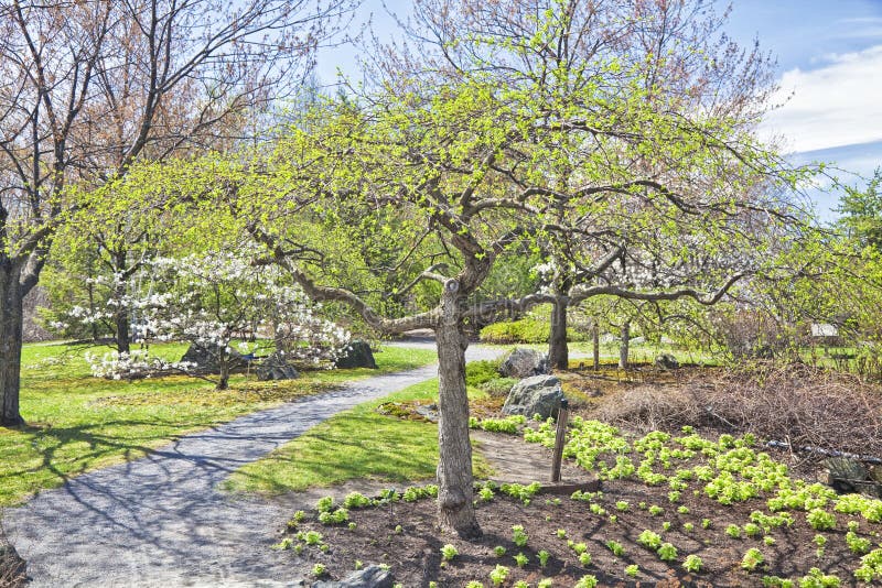 Springtime Park stock image. Image of foliage, curved - 28383141