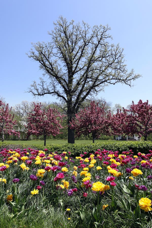 Springtime in a park stock photo. Image of landscape, pink - 9827306