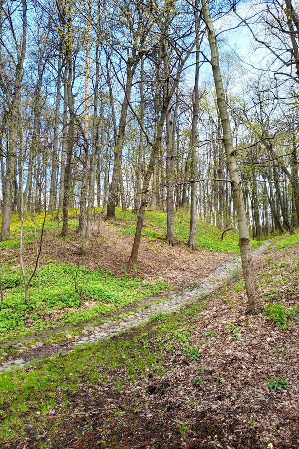 The First Greenery in the Garden in Early Spring Stock Image - Image of ...