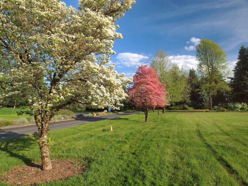 Springtime, & Parks PNW Oregon. Stock Image - Image of ecosystem ...