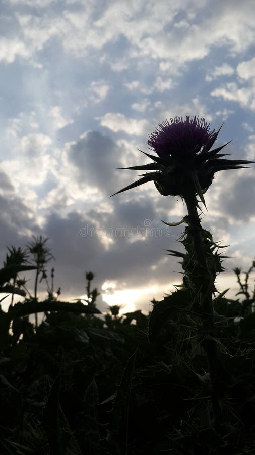 Springtime Partly Cloudy Sky with Milk Thistle Plants Stock Image ...