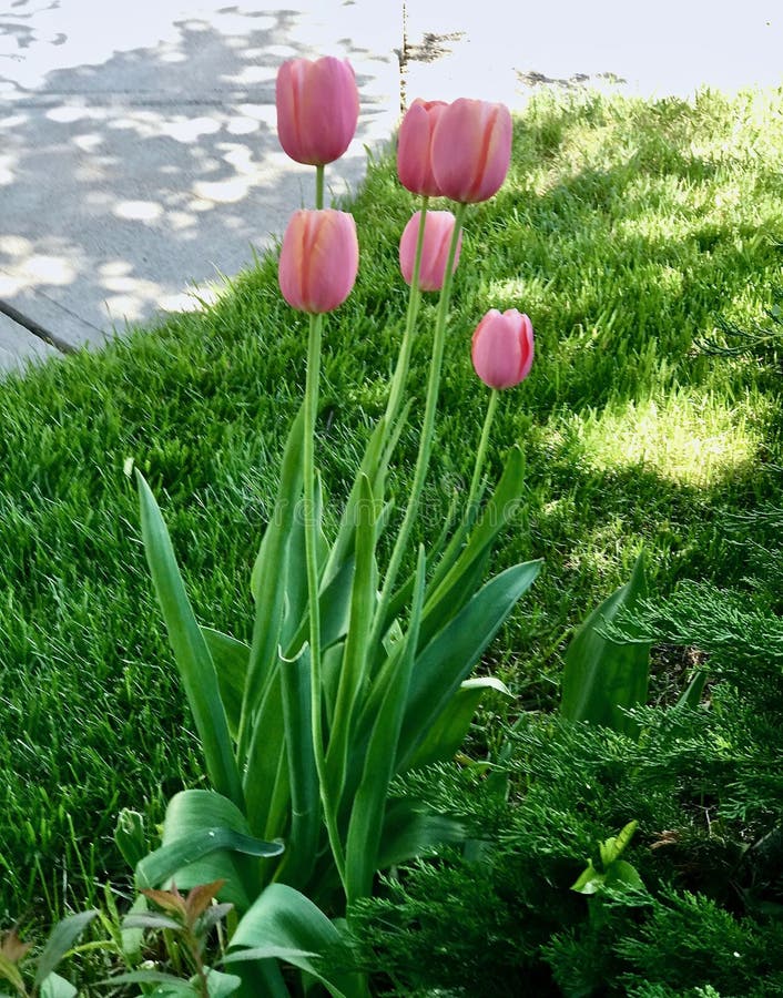 Springtime Pink Tulips stock image. Image of frontyard - 111135895