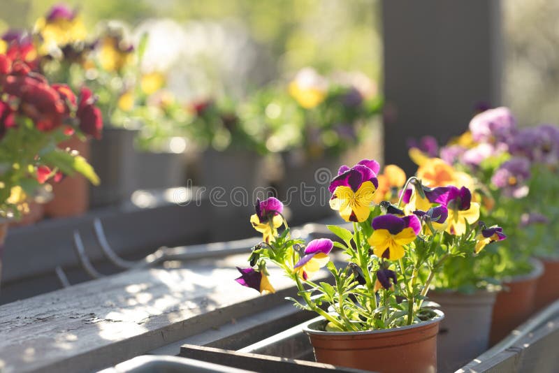 Springtime Planting in Terrace. Eco Gardening Stock Image - Image of ...