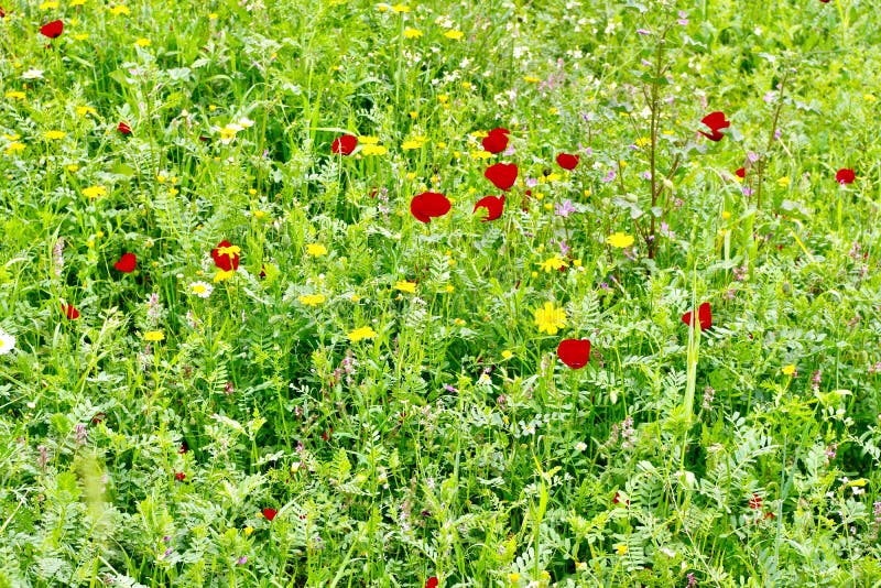 Springtime Poppy and Daisy Fields Stock Image - Image of climate, daisy ...