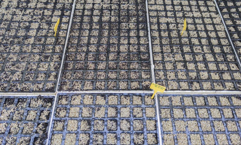 Springtime Propagation Gardening Tasks Stock Image - Image of sowing ...