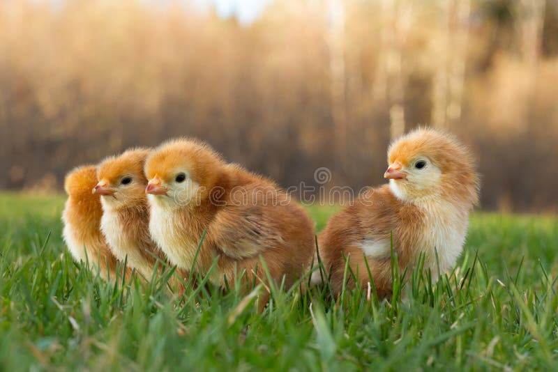 Springtime Rhode Island Red Chicks Exploring Grass for First Time Stock ...
